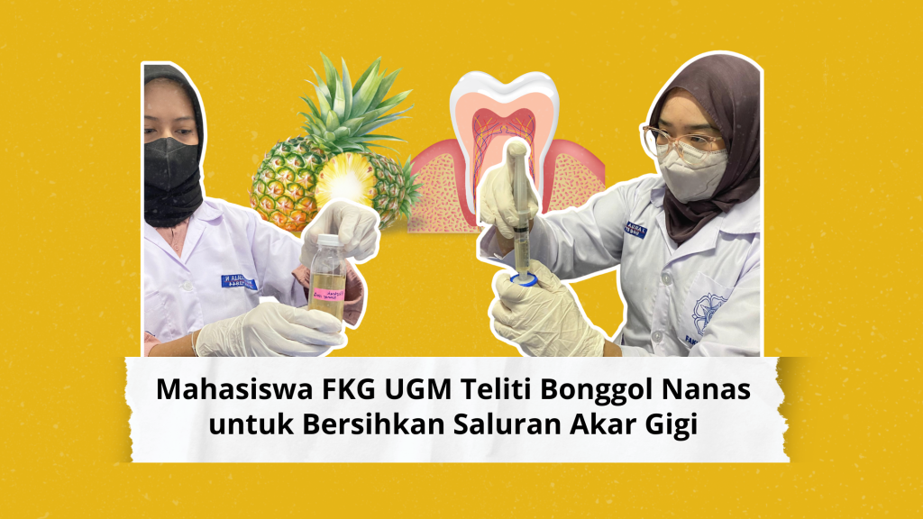 Mahasiswa FKG UGM Teliti Bonggol Nanas untuk Bersihkan Saluran Akar ...